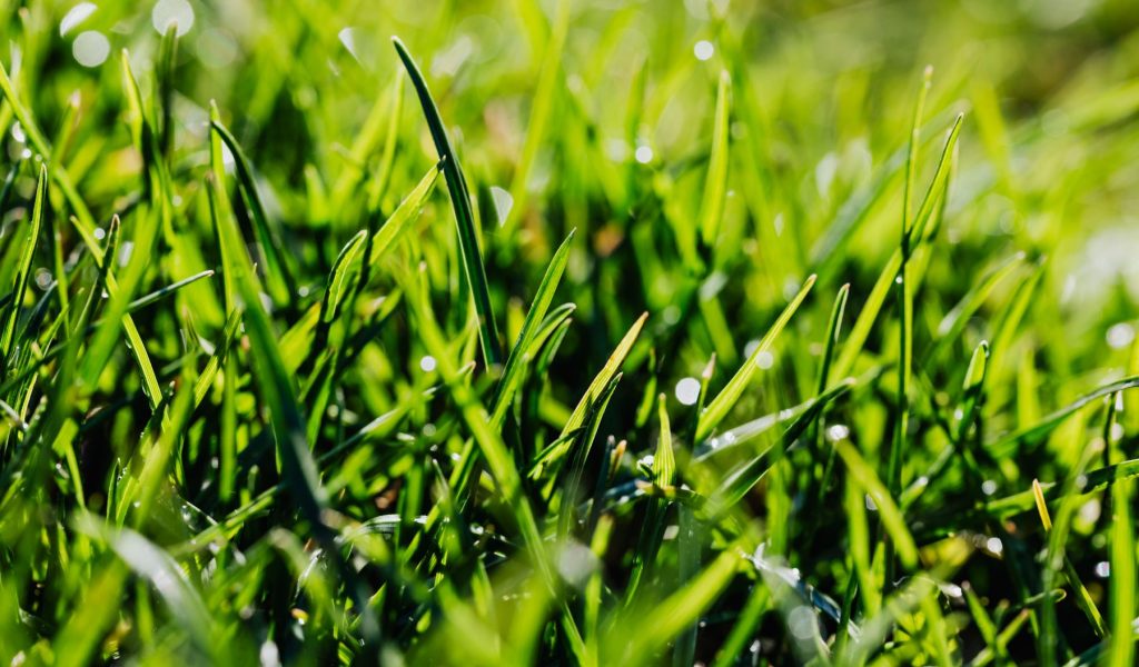 What Are The Common Types Of Weeds In Indianapolis? | Warweg & Co., Inc.